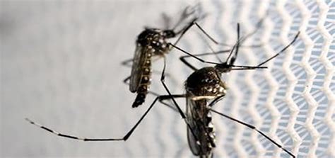 Veja a diferença entre pernilongo e mosquito da dengue Rondônia Repórter
