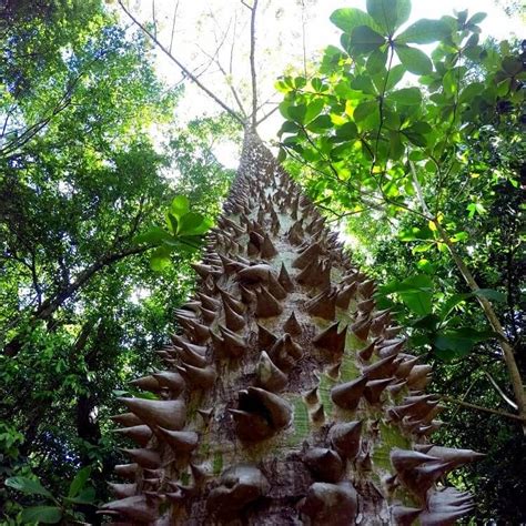 La Ceiba Árbol Nacional De Guatemala Imperio Chapin