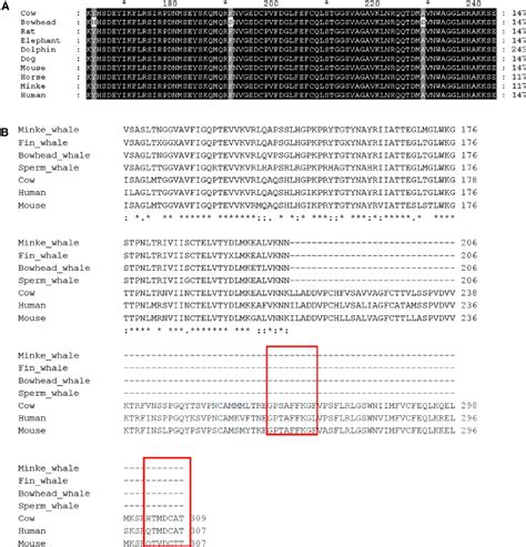Multiple Protein Sequence Alignments Of Hdac And Ucp A Partial