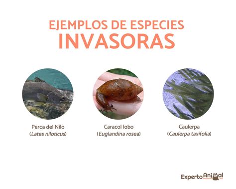 ESPECIES INVASORAS Definición Ejemplos y Consecuencias