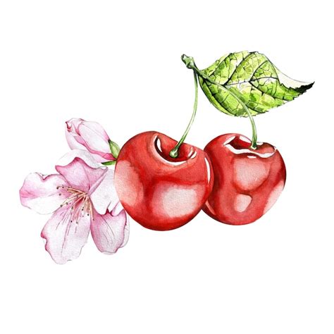 Un Conjunto De Ilustraciones En Acuarela De Cerezas Jugosas Bayas De