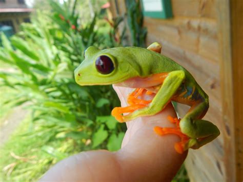 Best Ideas For Coloring Tree Frogs Pictures