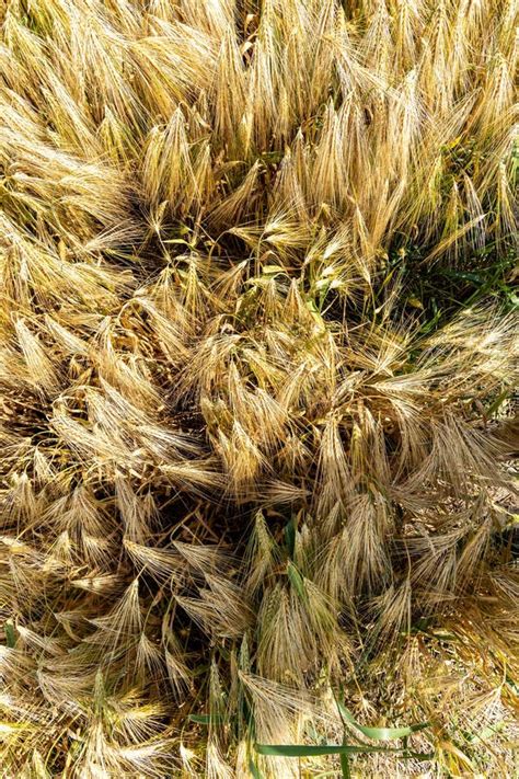 Fundo Natural Do Campo Da Cevada Madura Foto De Stock Imagem De