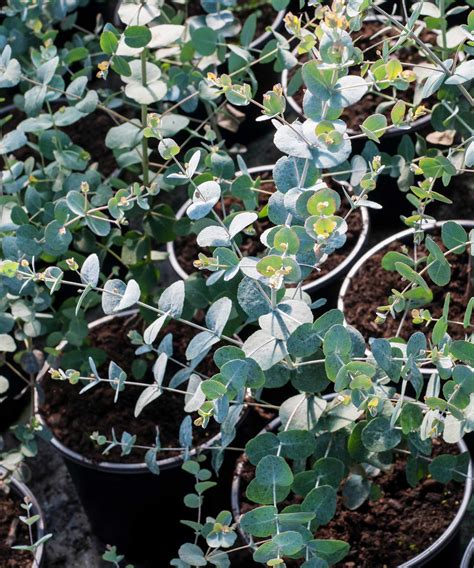 Eucalyptus Care And Growing Guide Expert Advice Gardeningetc