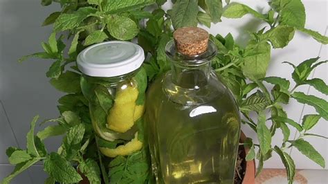 Licor De Menta Casero YouTube