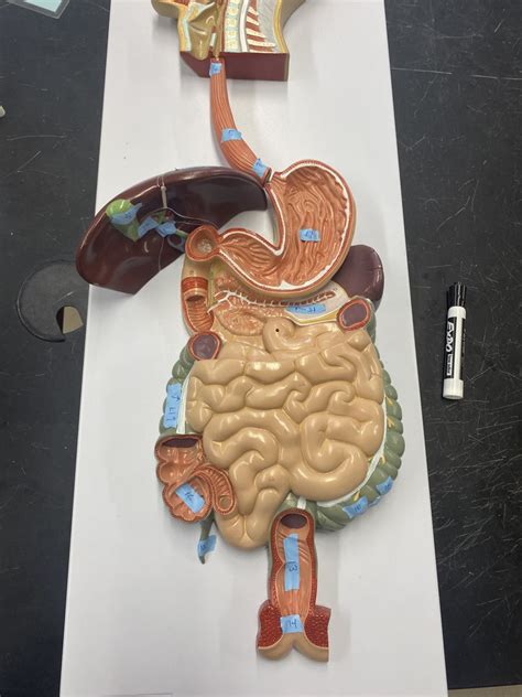 Digestive System Lab Diagram Quizlet