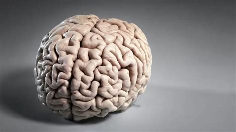 22 de Julio Día Mundial del Cerebro Ventana del Norte