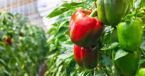 Tudo o que você precisa saber sobre o cultivo de pimentão a fruta mais
