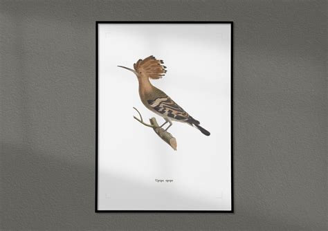 Plakat Dudek Ptaki Polski Grafika Ze Starego Atlasu Ptak W X A