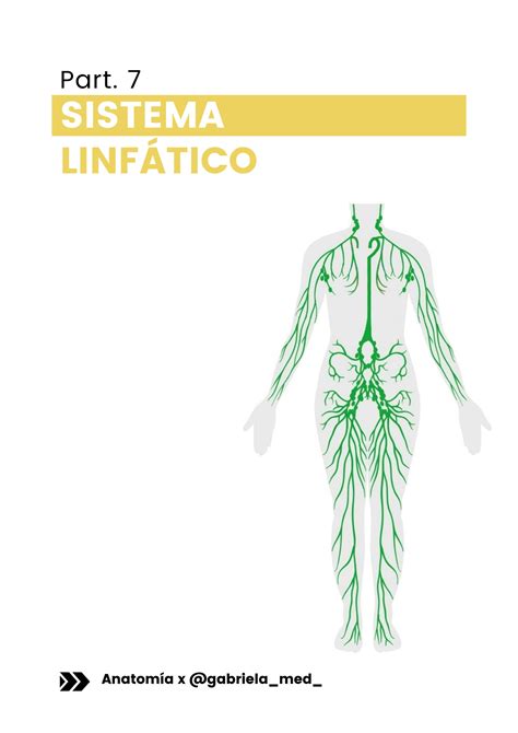 SOLUTION Sistema Linf Tico Studypool