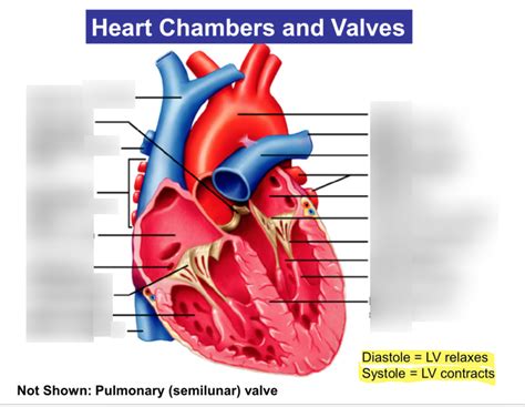 Heart Chambers And Valves Diagram Quizlet
