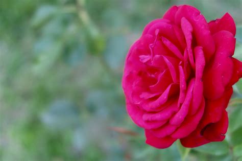 Red Rose Flower Free Photo On Pixabay Pixabay