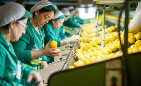 MEJORES Trabajos Para Empacar Frutas Cerca De Mi