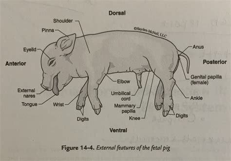 Anatomical Drawings Of A Fetal Pig