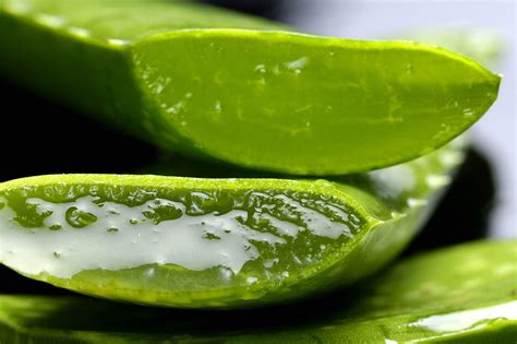 C Mo Extraer Y Conservar La Pulpa Del Aloe Vera Para Tus Tratamientos