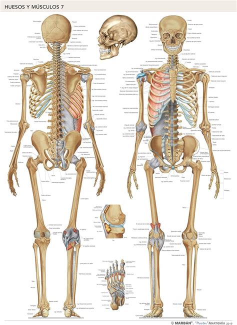 Todos Los Huesos Del Cuerpo