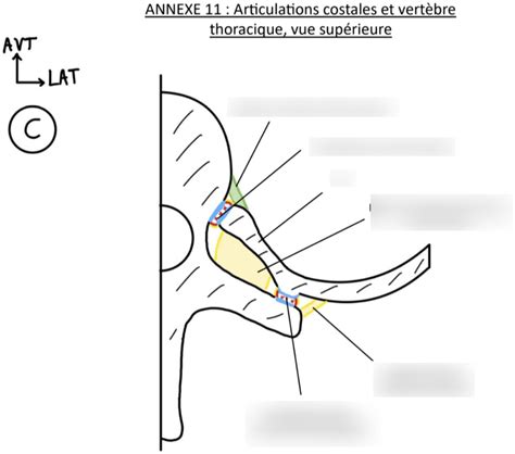 Diagramme De An Articulations Costales Et Vert Bre Thoracique