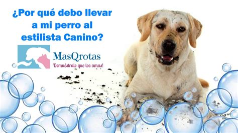 Por qué debo llevar a mi perro Con el estilista canino MasQrotas