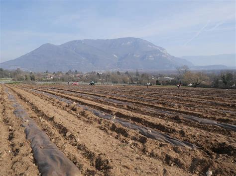 Une Plantation XXL Le Caveau Bugiste