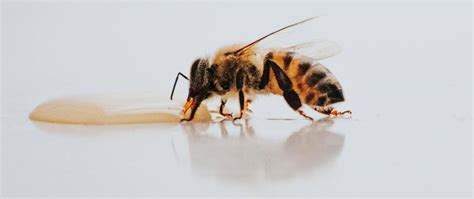 Cómo hacen miel las abejas Maldita es Periodismo para que no te