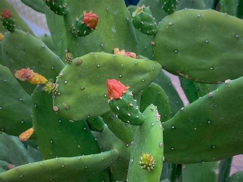 5 cactos comestíveis para conhecer e incluir no cardápio Paisagismo