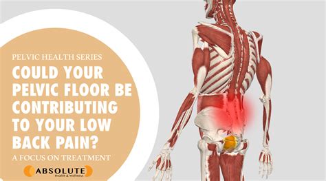The Pelvic Floor And Low Back Pain Absolute Health Wellness