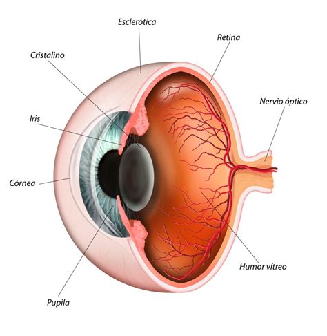 Glaucoma causas síntomas y tratamiento de esta enfermedad ocular