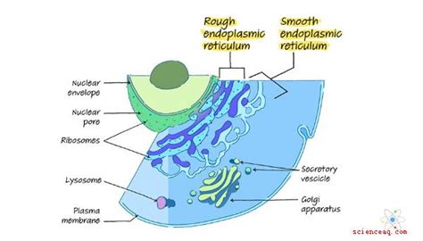 Réticulum endoplasmique rugueux et lisse structure et fonction avec