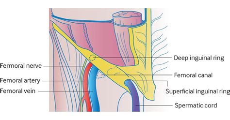 Diagram Of Groin Area