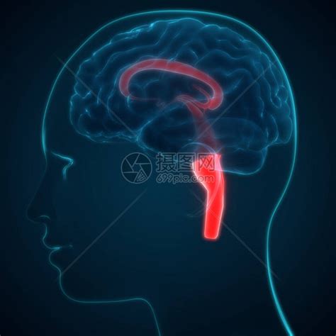人类神经系统脑解剖中央器官3高清图片下载 正版图片507483293 摄图网