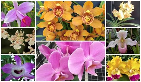 8 Tipos de Orquídeas2021 Principais Espécies e Nomes