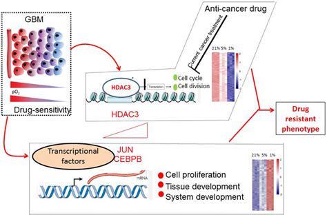Molecular Mechanisms Of Drug Resistant Phenotype In Hypoxic GBM Cells
