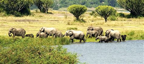 11 Days Uganda Exclusive Wildlife Safari Epic Uganda Vacation