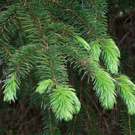 Sitka Spruce Picea Sitchensis