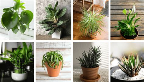 6 meilleurs Pothos à faible luminosité qui n ont pas besoin de soleil