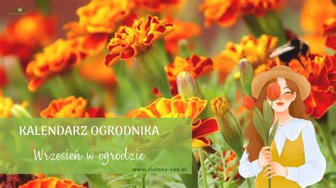 Kalendarz ogrodnika na wrzesień prace ogrodnicze we wrześniu wrzesień