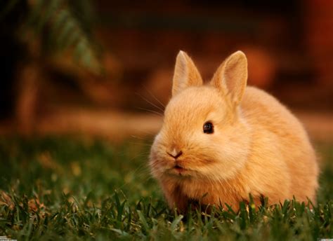 Real Bunny Wallpapers Wallpaper Cave