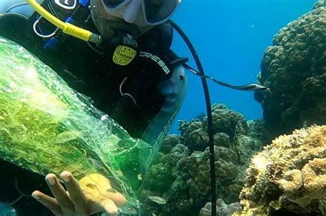 Ekosistem Laut Terancam Ratusan Benih Ikan Ditebar Di Pulau Pombo