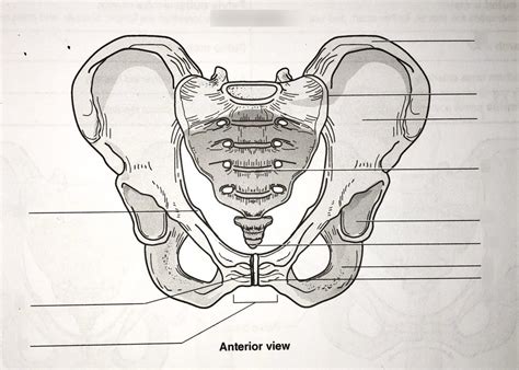 The Pelvic Girdle Anterior View Diagram Diagram Quizlet