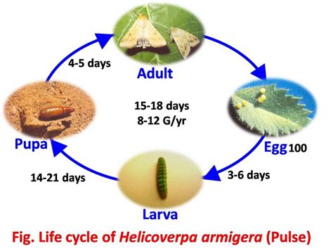 Insect And Entomology Life Cycle Of Insect Pests