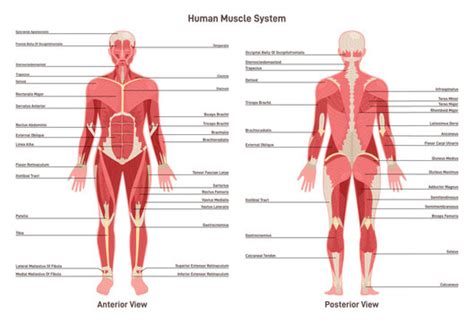 Muscles German Names Chart Muscular Male Muscle Chart With German