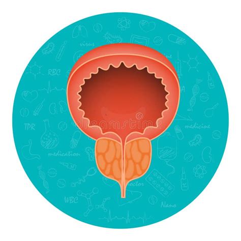 Prostatitis Hiperplasia Prost Tica Elementos Y S Mbolos Determinados M