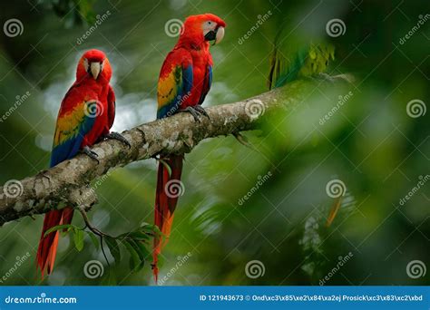 Red Parrot Scarlet Macaw Ara Macao Bird Sitting On The Branch Brazil