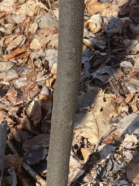 Northern Spicebush From Seasons Trail Webster NY US On March 15