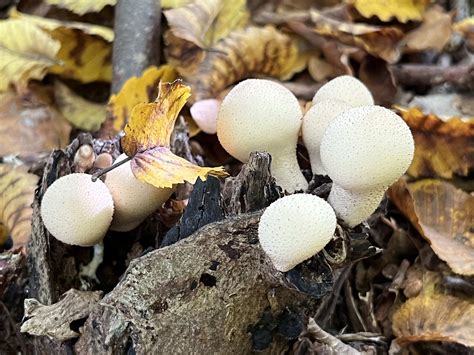 Lycoperdon Perlatum The Ultimate Mushroom Guide