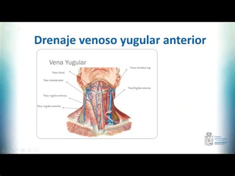 Vascularización e inervación de cuello Anatomía II MED YouTube