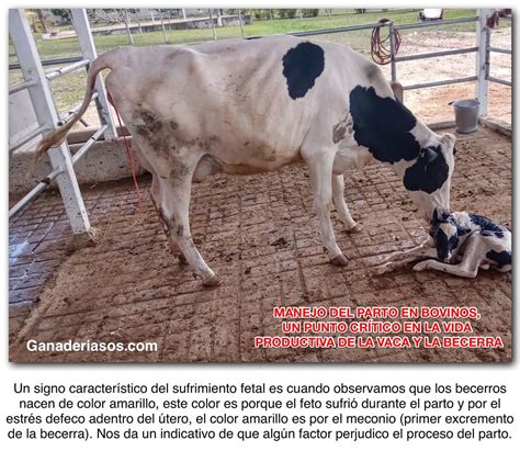 MANEJO DEL PARTO EN BOVINOS UN PUNTO CRÍTICO EN LA VIDA PRODUCTIVA DE