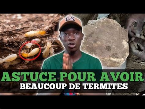 Production De Termites Comment PRODUIRE Les Termites En 48h Pour