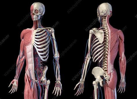 Human Skeleton Muscles And Blood Vessels Illustration Stock Image
