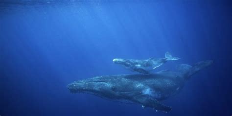 Ballena animal Información reproducción y características